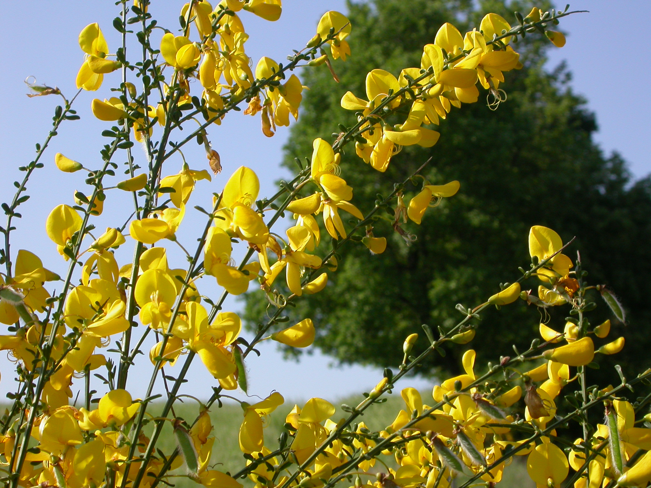 Ginestra