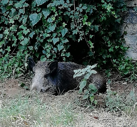 Conclusa con successo l'operazione di recupero del cinghiale presso il ...