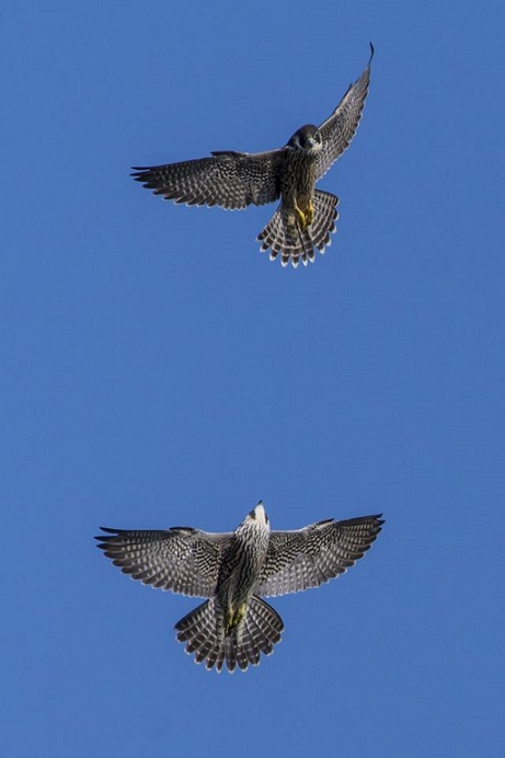 Falchi pellegrini in volo sul cielo del Parco