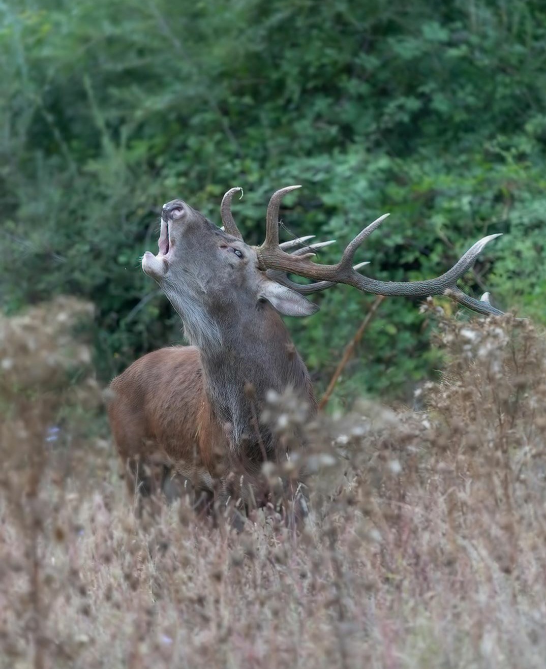 La Stagione dell'Amore "Il Bramito del Cervo"