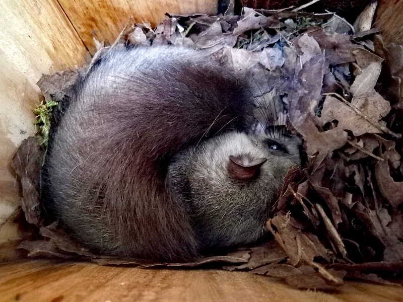 Il Ghiro si prepara ad affrontare il rigido inverno