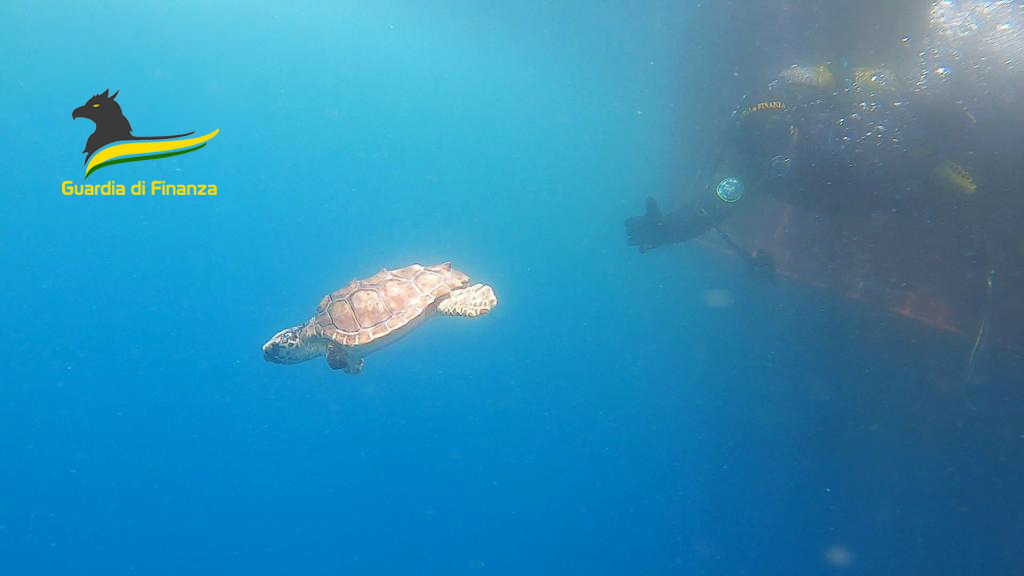 Regione Lazio, Guardia di Finanza e Zoomarine rimettono in mare Gui
