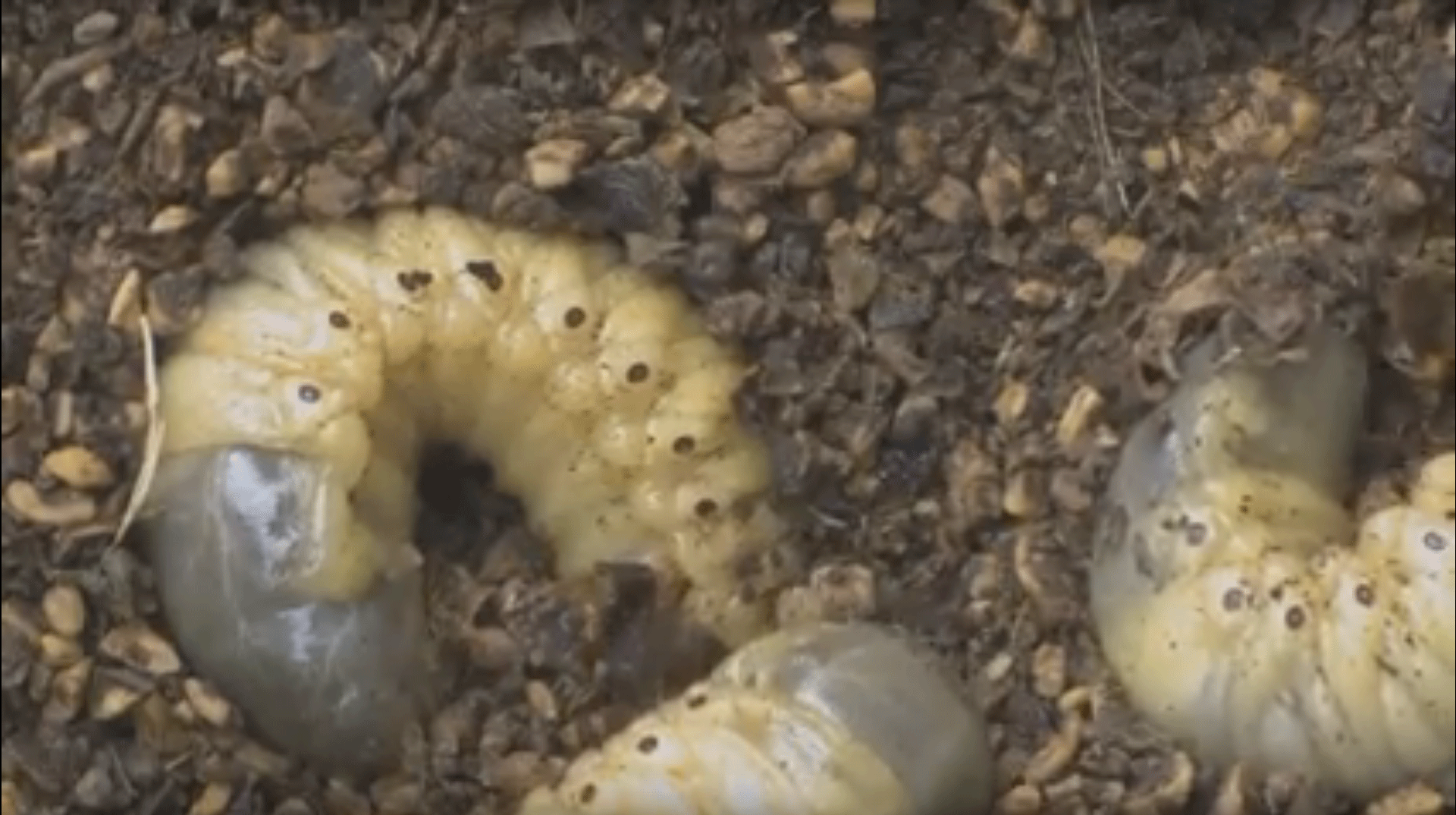 Scarabeo rinoceronte