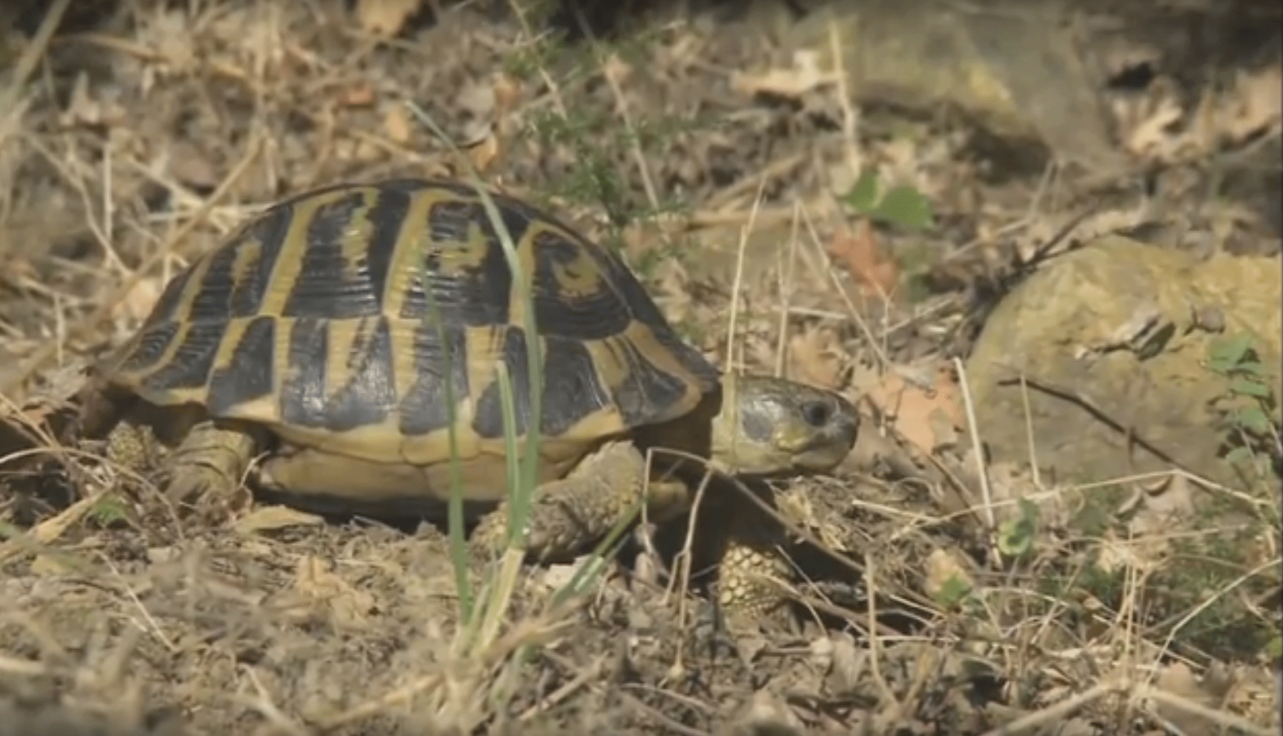 Testuggine terrestre