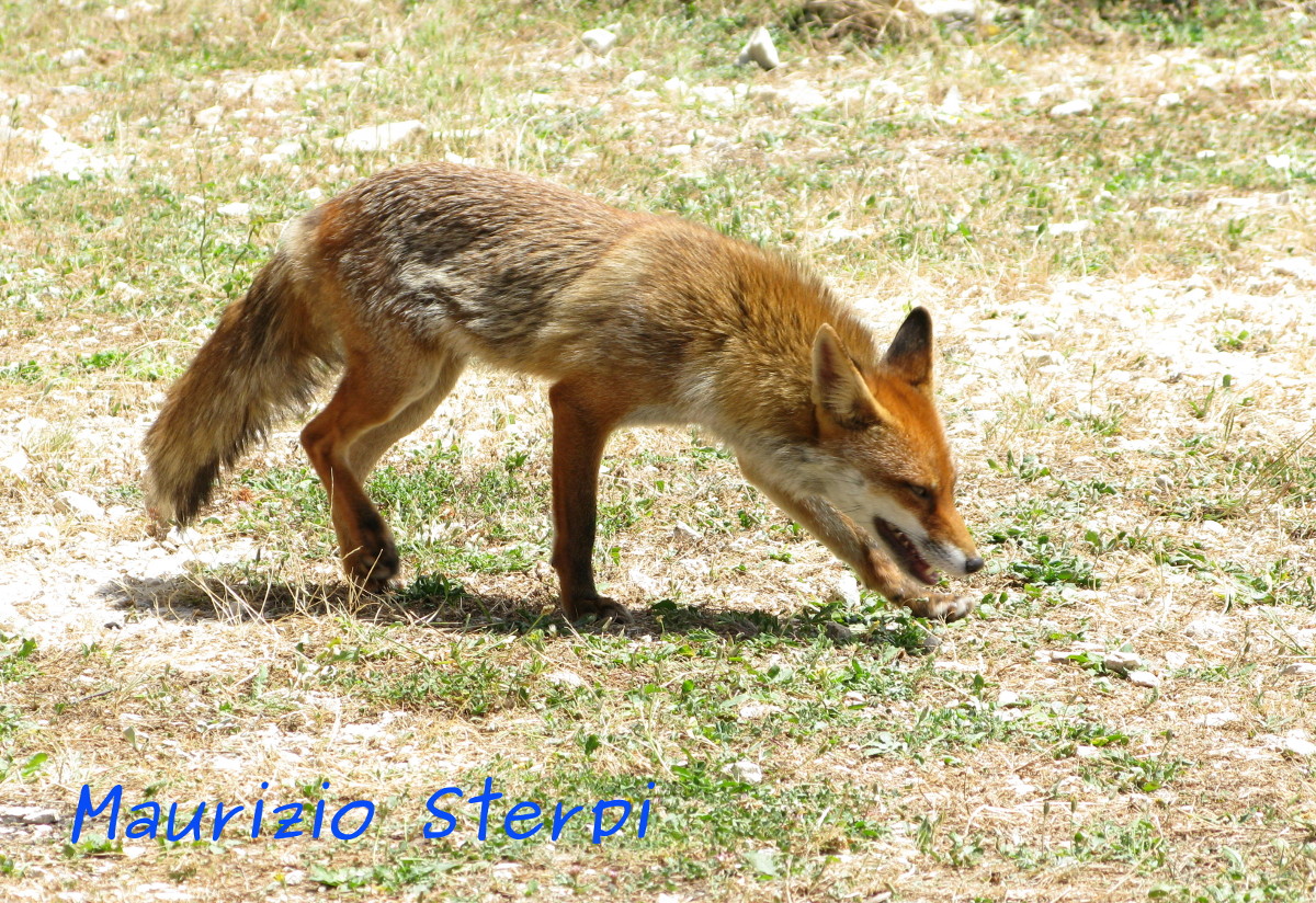 Al via due nuove indagini scientifiche sulla Lepre e sulla Volpe